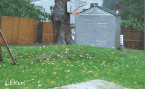 Tree GIF - Find on GIFER