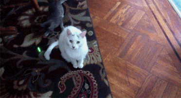 Smart Cat Gif