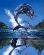 Miami dolphins GIF - Find on GIFER