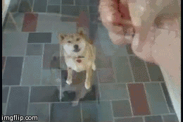 The inside source GIF - Find on GIFER