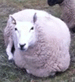 Sheep GIF - Find on GIFER