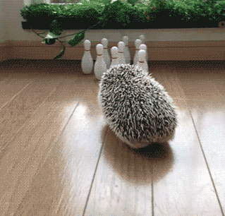 GIF damn split - animated GIF on GIFER