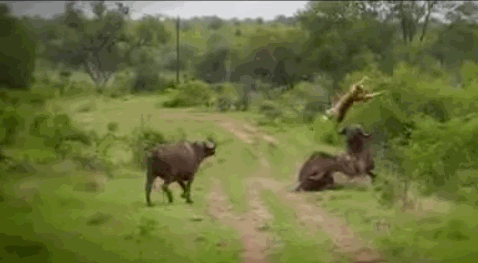 Animals rant GIF - Find on GIFER
