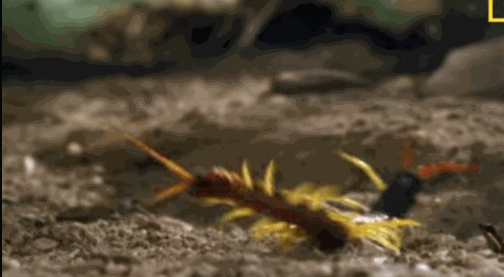 Animals rant GIF - Find on GIFER