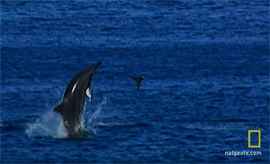 GIF jumping - animated GIF on GIFER