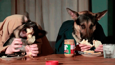 GIF food page dogs - animated GIF on GIFER