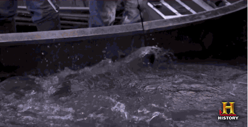 Swamp tv show GIF - Find on GIFER