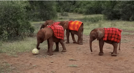 Small cute elephant GIF - Find on GIFER