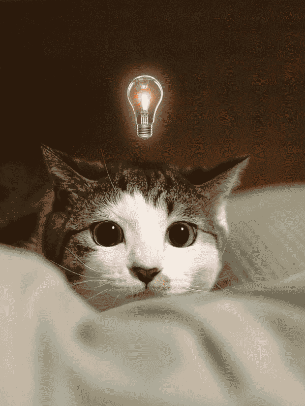 GIF cats - animated GIF on GIFER