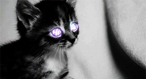 Meow GIF - Find on GIFER