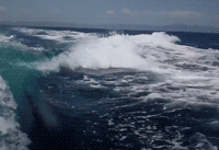 Killer whale GIF - Find on GIFER