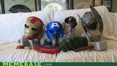Chiots Mignons Gif Tumblr Le Chien De Vos Rêves Ou Celui De Votre Vie