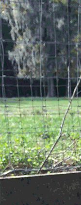 GIF leader - animated GIF on GIFER