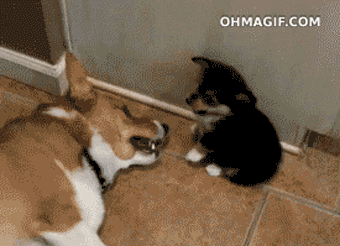 Biting funny reaction GIF - Find on GIFER