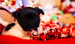 GIF animals puppy playing - animated GIF on GIFER