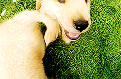 Biting animals dog GIF - Find on GIFER