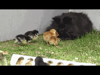 Cat chick GIF - Find on GIFER