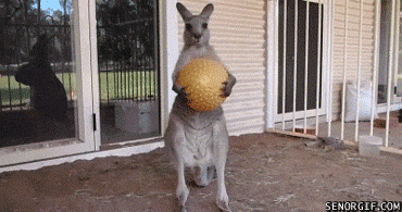 Kangaroo animals GIF - Find on GIFER