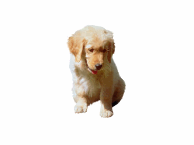 Golden GIF - Find on GIFER