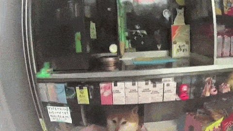 Store GIF - Find on GIFER