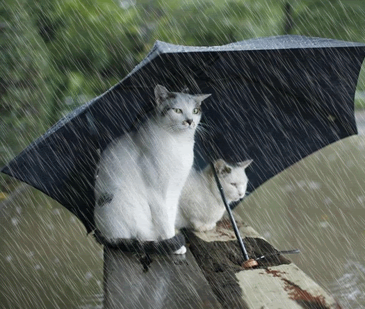 Simon Cat Wants Food Gif