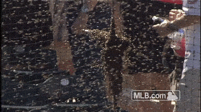 Sports baseball mlb GIF - Find on GIFER