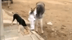 GIF time eat donkey - animated GIF on GIFER