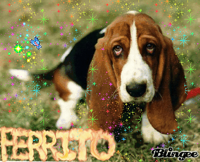 Perro GIF - Find on GIFER