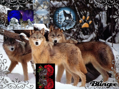 Blingee wolf pack GIF - Find on GIFER