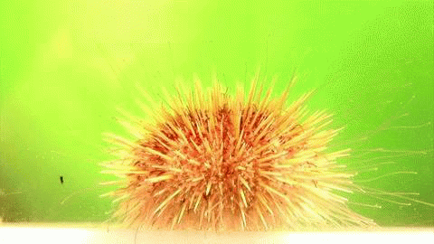 Tube GIF - Find on GIFER