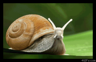 Snail GIF - Find on GIFER