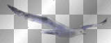 GIF seagull - animated GIF on GIFER