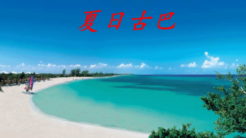 Seagull GIF - Find on GIFER