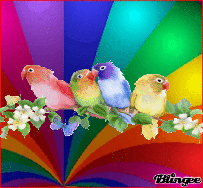 GIF birds - animated GIF on GIFER