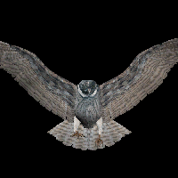 Hawk GIF - Find on GIFER