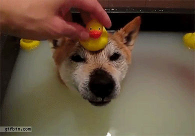 Duck dog head GIF - Find on GIFER
