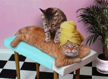 Massage cat GIF - Find on GIFER