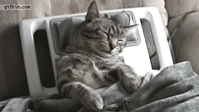 GIF cat massage - animated GIF on GIFER