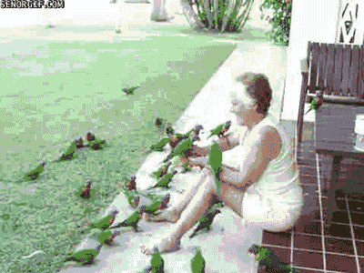 Bird birds funny GIF - Find on GIFER