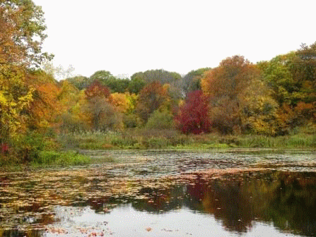 Mill GIF - Find on GIFER