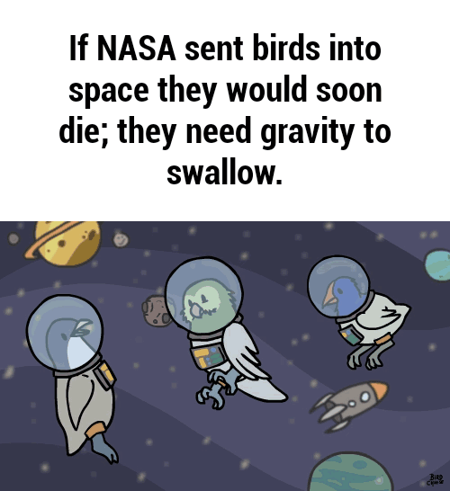 Nasa Puns