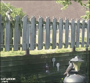 Animals attack squirrel GIF - Find on GIFER