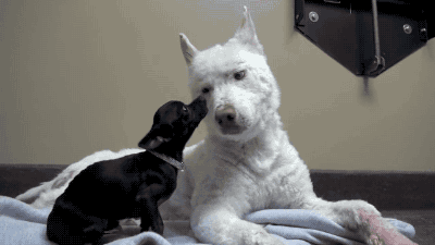 Dog animals rescue GIF - Find on GIFER
