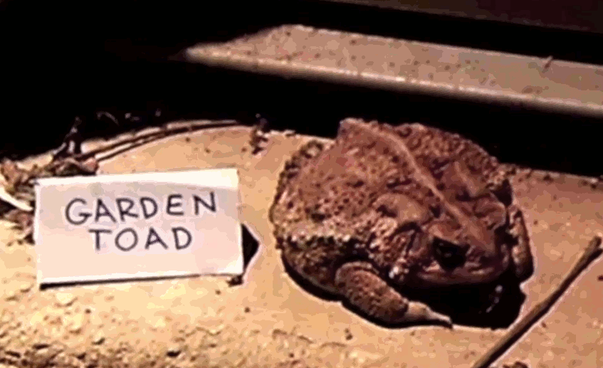 GIF garden toad - animated GIF on GIFER