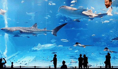 Random gifsnap GIF - Find on GIFER