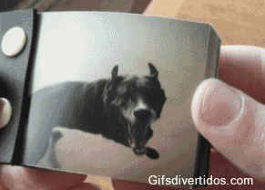 Perro GIF - Find on GIFER