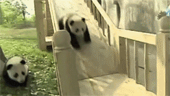 GIF panda - animated GIF on GIFER