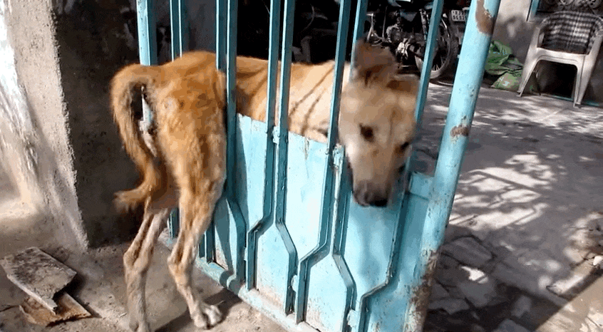 Animal rescue GIF - Find on GIFER