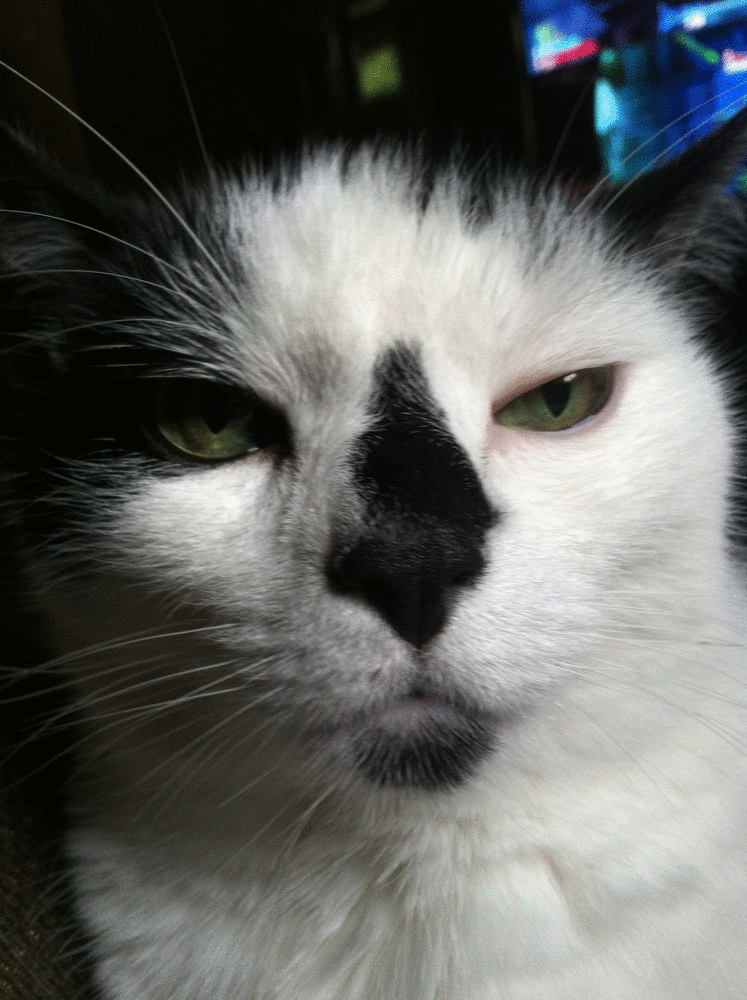 Cat Vs Pickle Gif | atelier-yuwa.ciao.jp