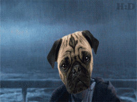 Dog side join GIF - Find on GIFER